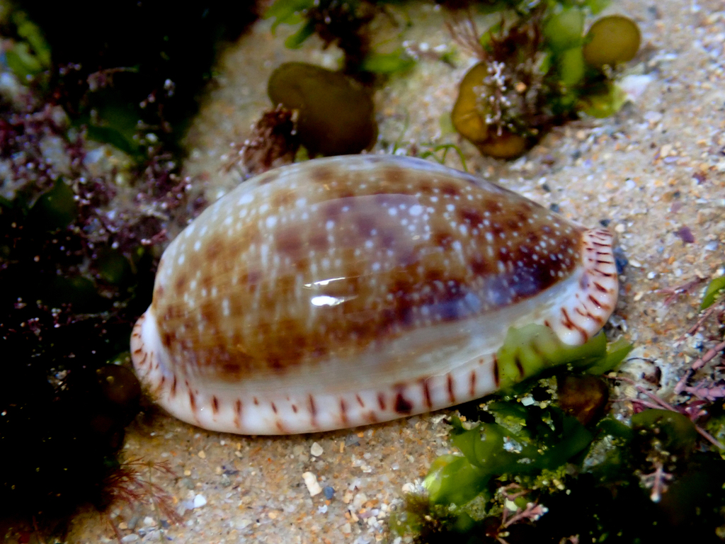 Eroded Cowry from Bateau Bay Beach, NSW, Australia on July 30, 2023 at ...
