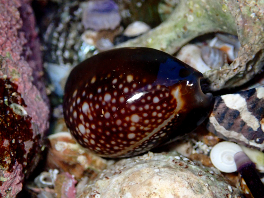 Snakehead Cowrie from Bateau Bay Beach, NSW, Australia on July 30, 2023 ...