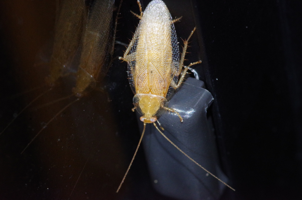 Balta vilis from 日本、〒905-1422 沖縄県国頭郡国頭村宜名真 on July 29, 2023 at 09:41 PM ...