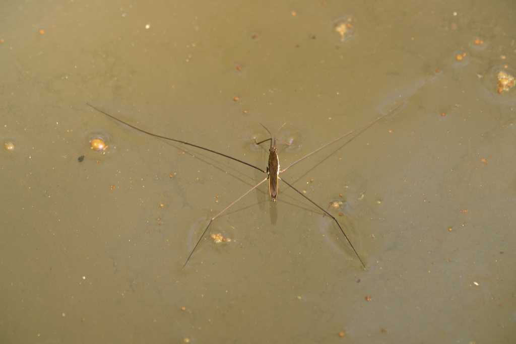 Giant Water Strider from 日本、東京都多摩市連光寺桜ヶ丘公園 on July 30, 2023 at 09:33 AM ...