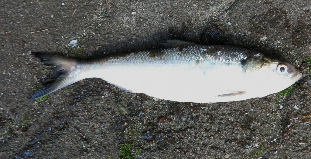 Twaite Shad on July 29, 2023 at 01:25 PM by Vytautas · iNaturalist