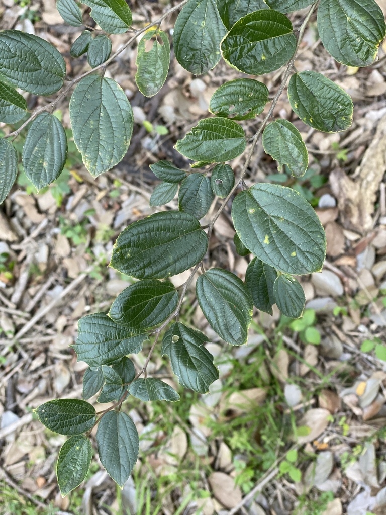 Chinese Hackberry from Fursden Rd, Tingalpa, QLD, AU on July 30, 2023 ...