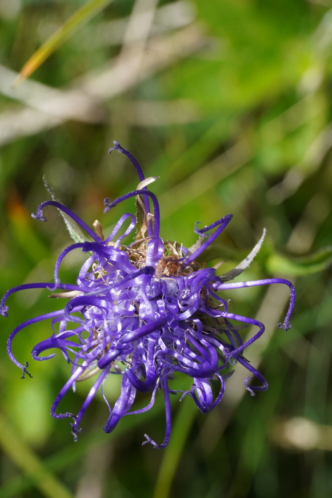 Round-headed Rampion from 82481 Mittenwald, Deutschland on July 14 ...