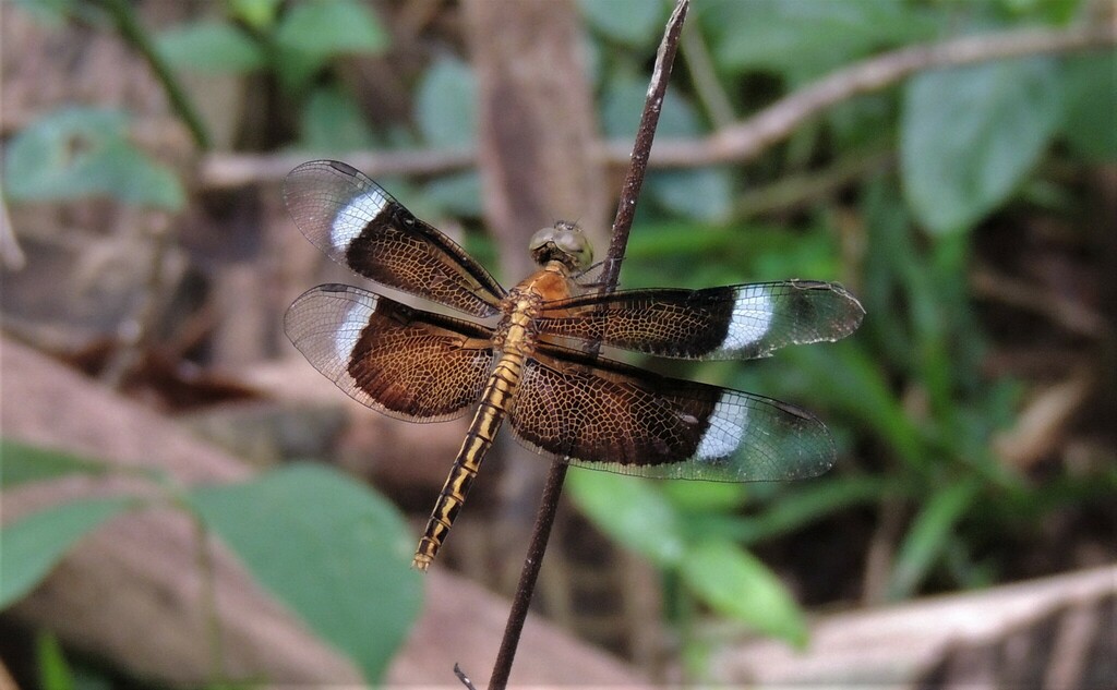 Neurothemis decora from Middle Fly District, Papua New Guinea on May 18 ...
