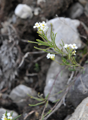 Subespecies Braya humilis humilis · iNaturalist Mexico