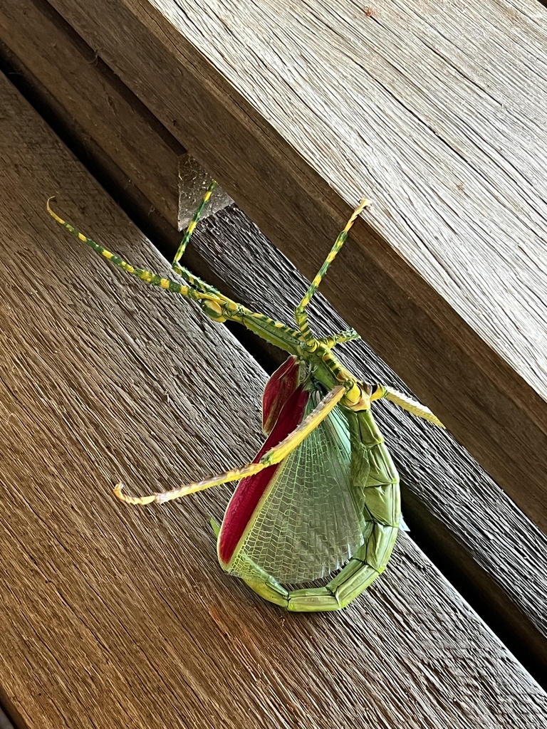 Darwin Stick Insect from Baines NT 0852, Australia on June 10, 2023 at ...