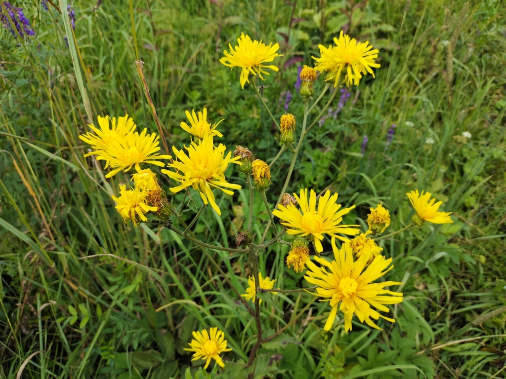 Canada hawkweed from Iskitimskiy rayon, RU-NS, RU on July 30, 2023 at ...