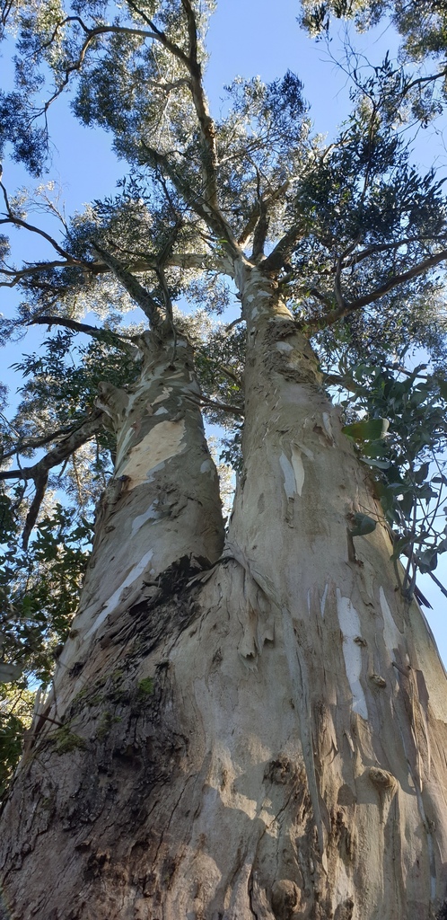 mountain grey gum from Melbourne VIC, Australia on July 30, 2023 at 12: ...