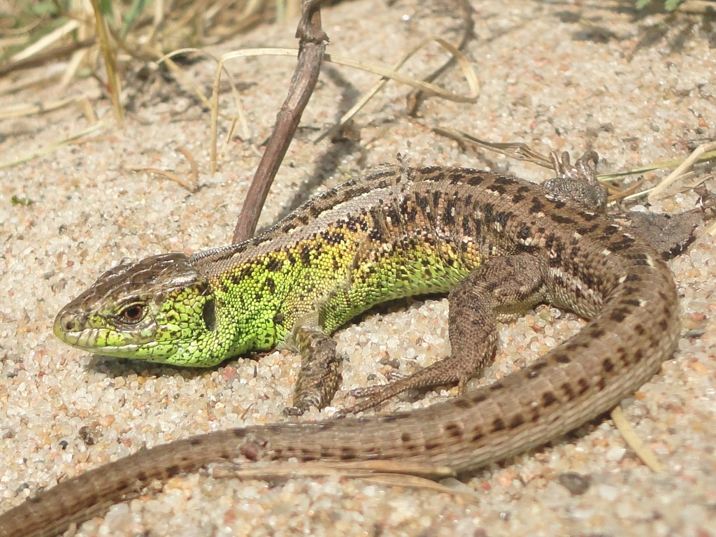 Sand Lizard from Neringos sav., Litauen on November 12, 2010 at 03:19 ...