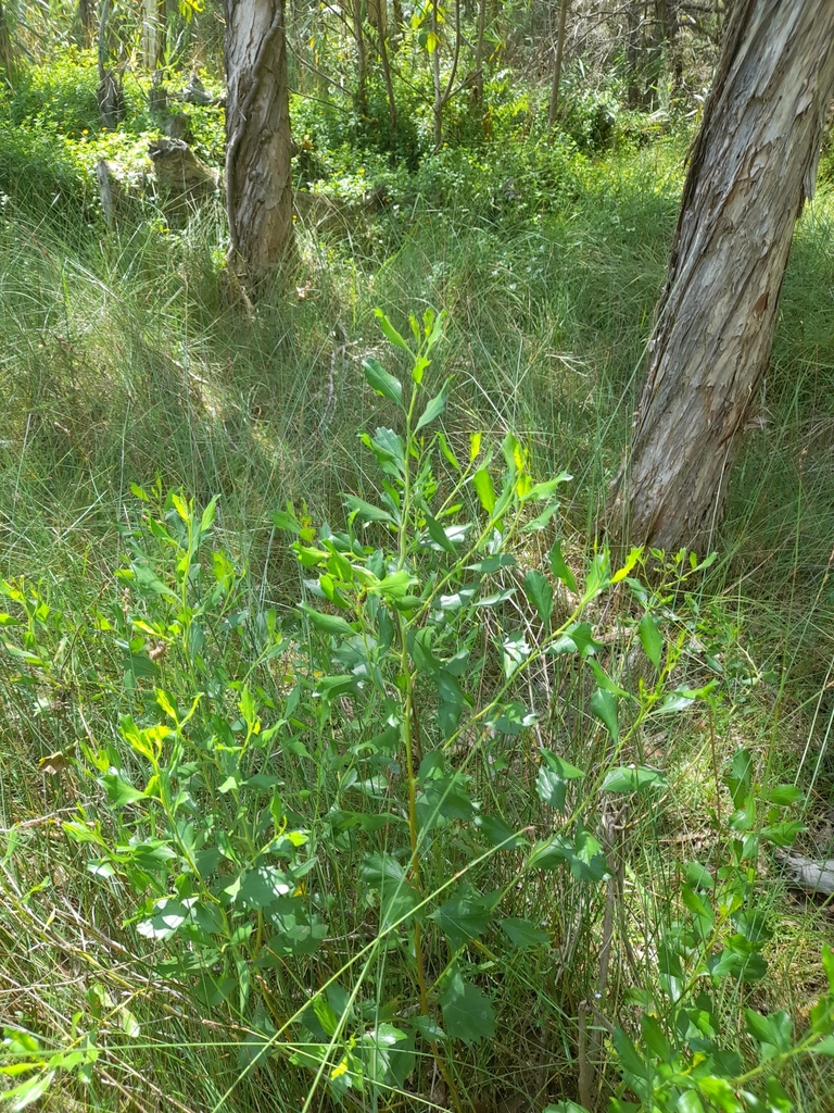 groundsel tree in March 2023 by jack-devlin · iNaturalist