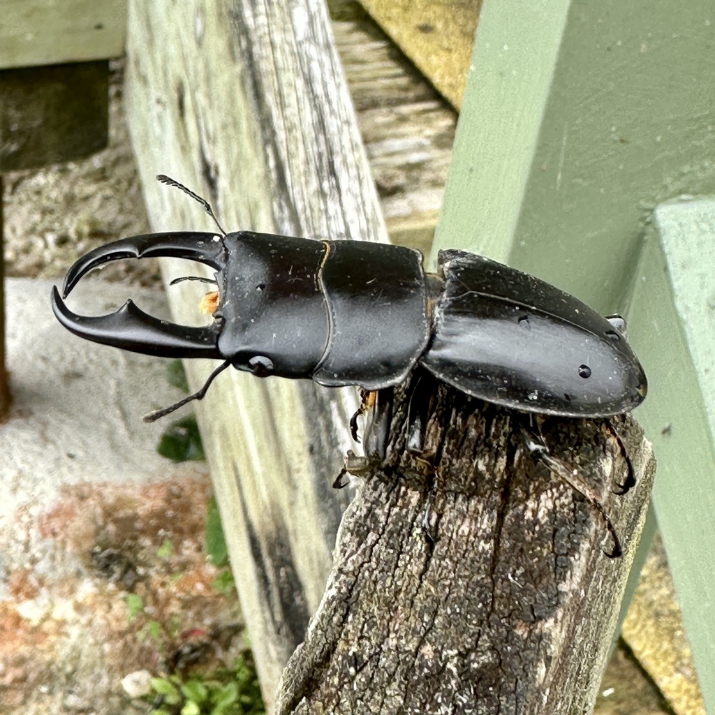 Dorcus meeki in July 2023 by gee912 · iNaturalist