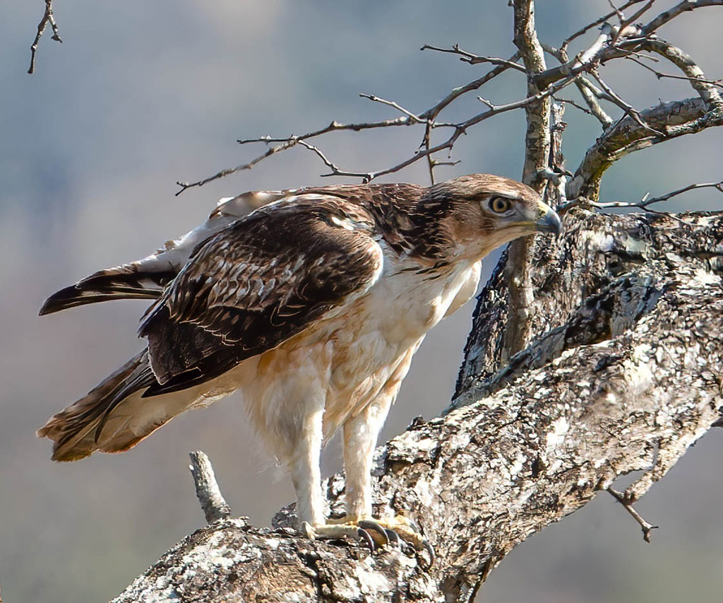 African Hawk-Eagle from uMkhanyakude District Municipality, South ...