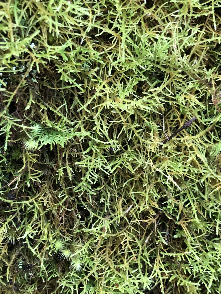 Sparse Fern Moss from Nangkita Kuitpo Ward, Mount Magnificent, SA, AU ...