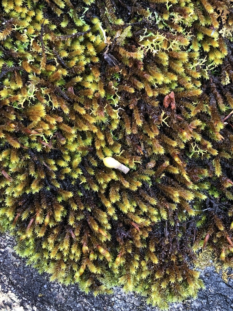 Braunia imberbis from Nangkita Kuitpo Ward, Mount Magnificent, SA, AU ...