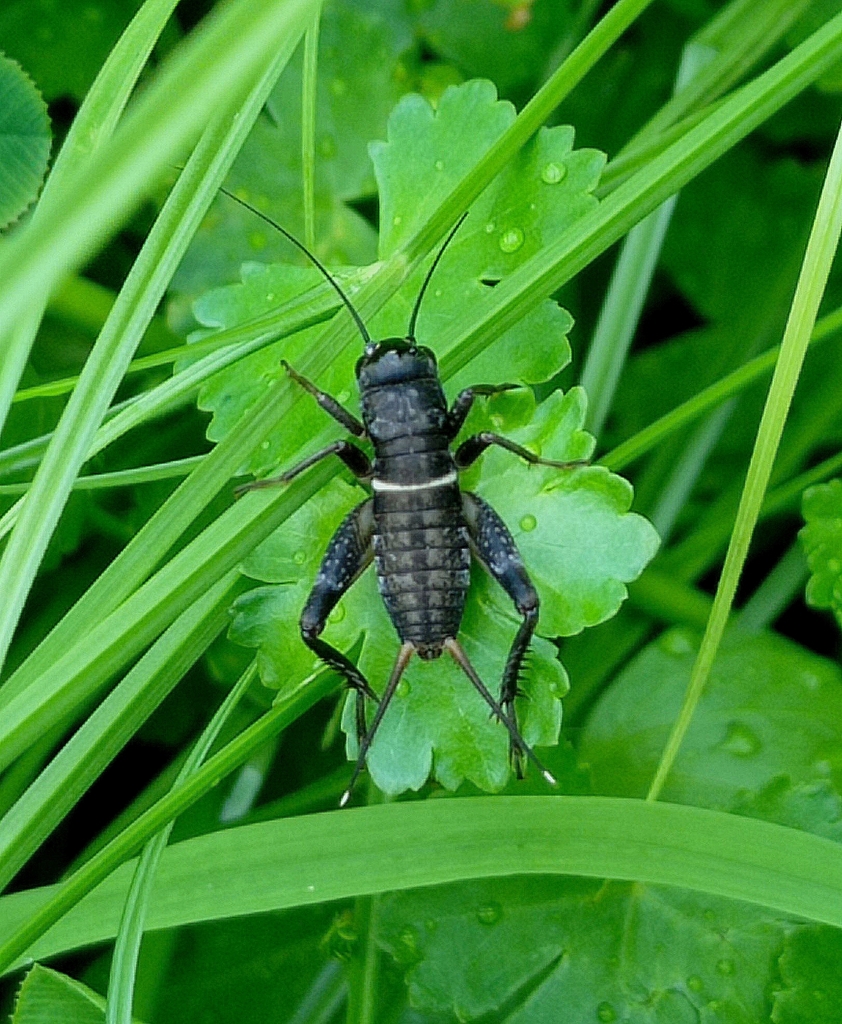 Emma Field Cricket from 811-3212, Japan on July 30, 2023 at 05:46 PM by ...