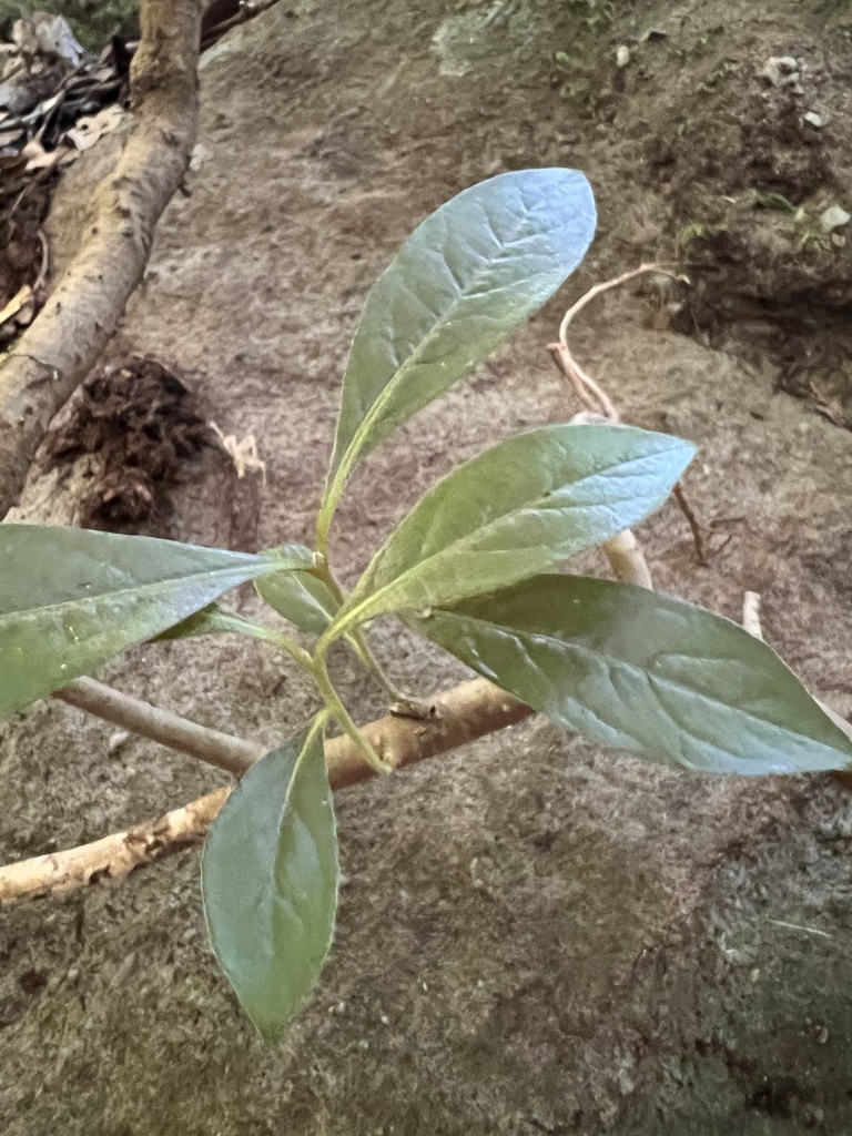 plants from Pointer Mountain, NSW, AU on July 30, 2023 at 11:46 AM by ...
