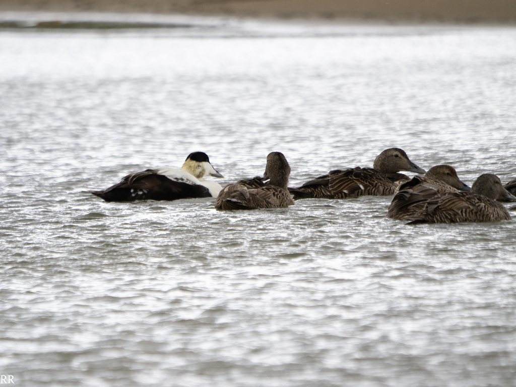 Common Eider from Hvalfjarðarsveit, 301, Islandia on July 13, 2023 at ...