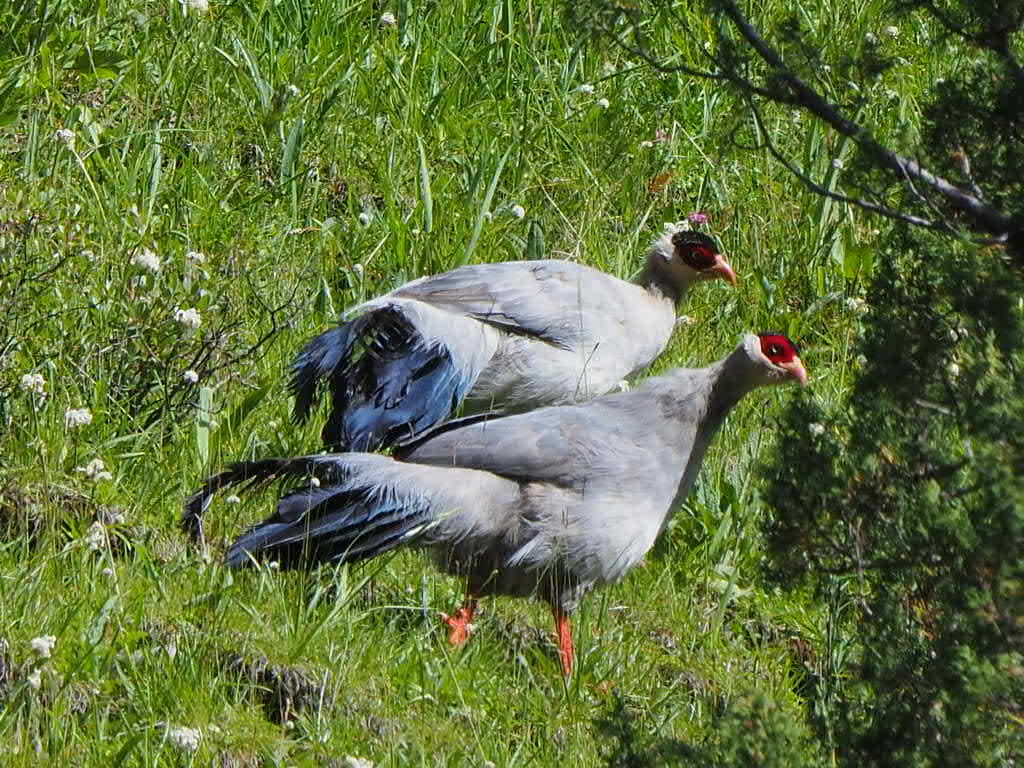 White Eared-Pheasant in July 2023 by hailile · iNaturalist