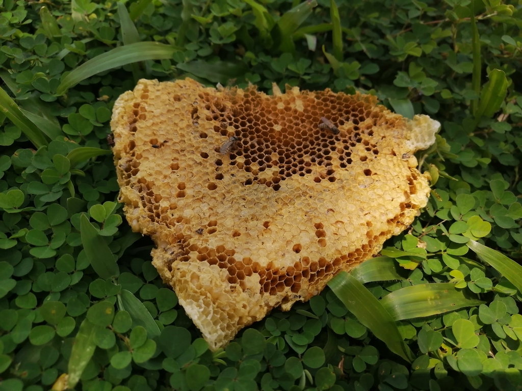 Black Dwarf Honey Bee from Ang Mo Kio, Singapore on July 30, 2023 at 04 ...