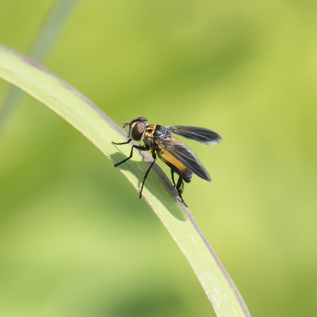 Swift Feather-legged Fly from Montgomery County, OH, USA on July 23 ...