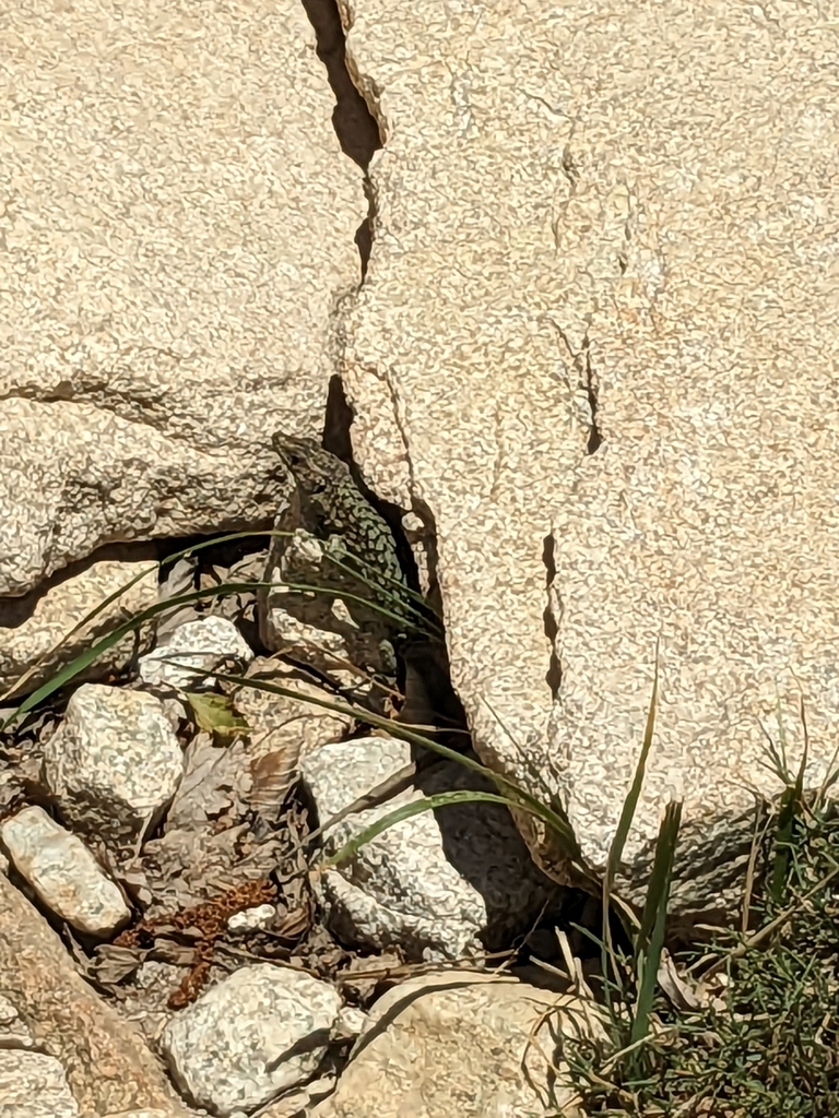 Bedriaga's Rock Lizard in July 2023 by robinwolfsperger · iNaturalist