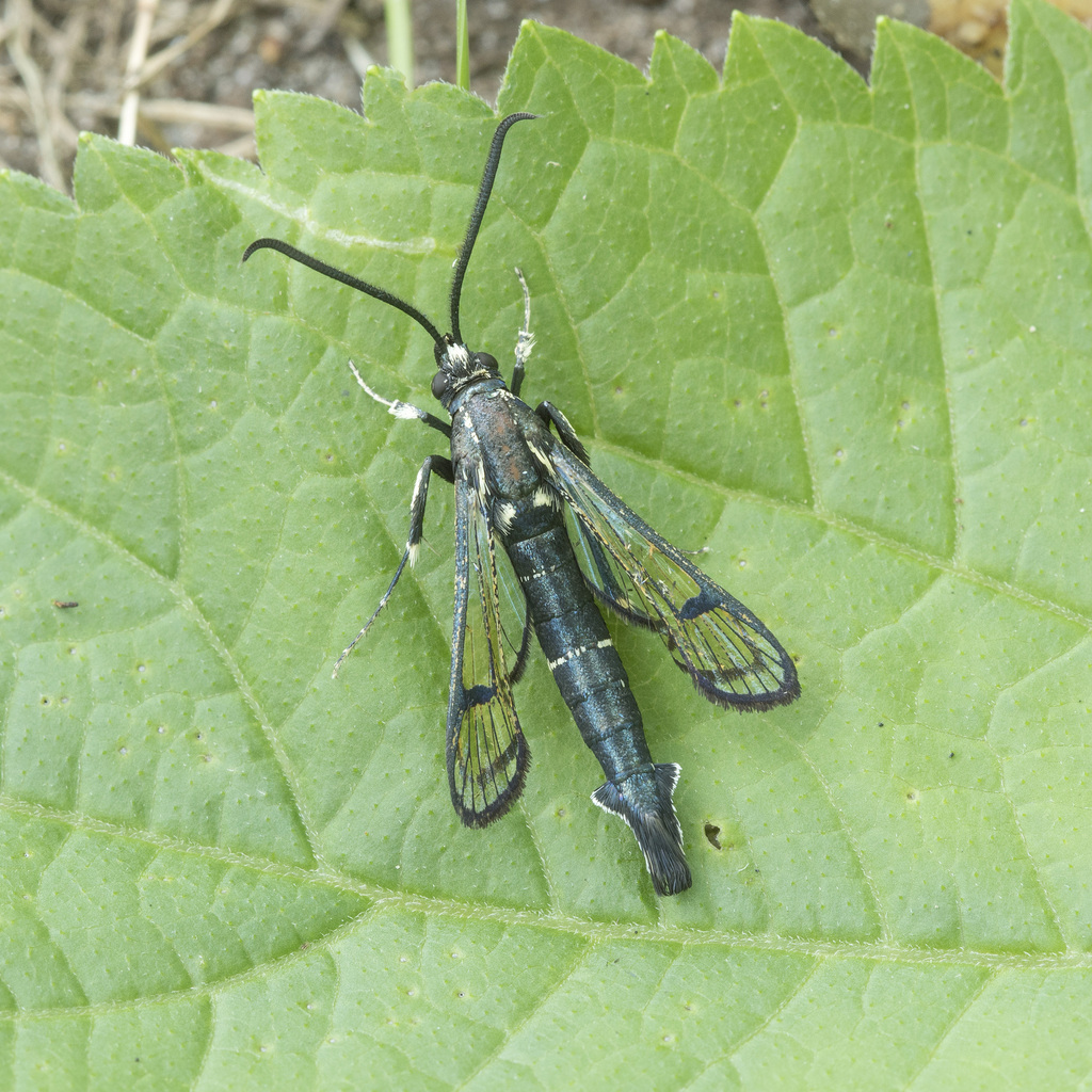Peachtree Borer Moth from Montgomery County, OH, USA on July 23, 2023 ...