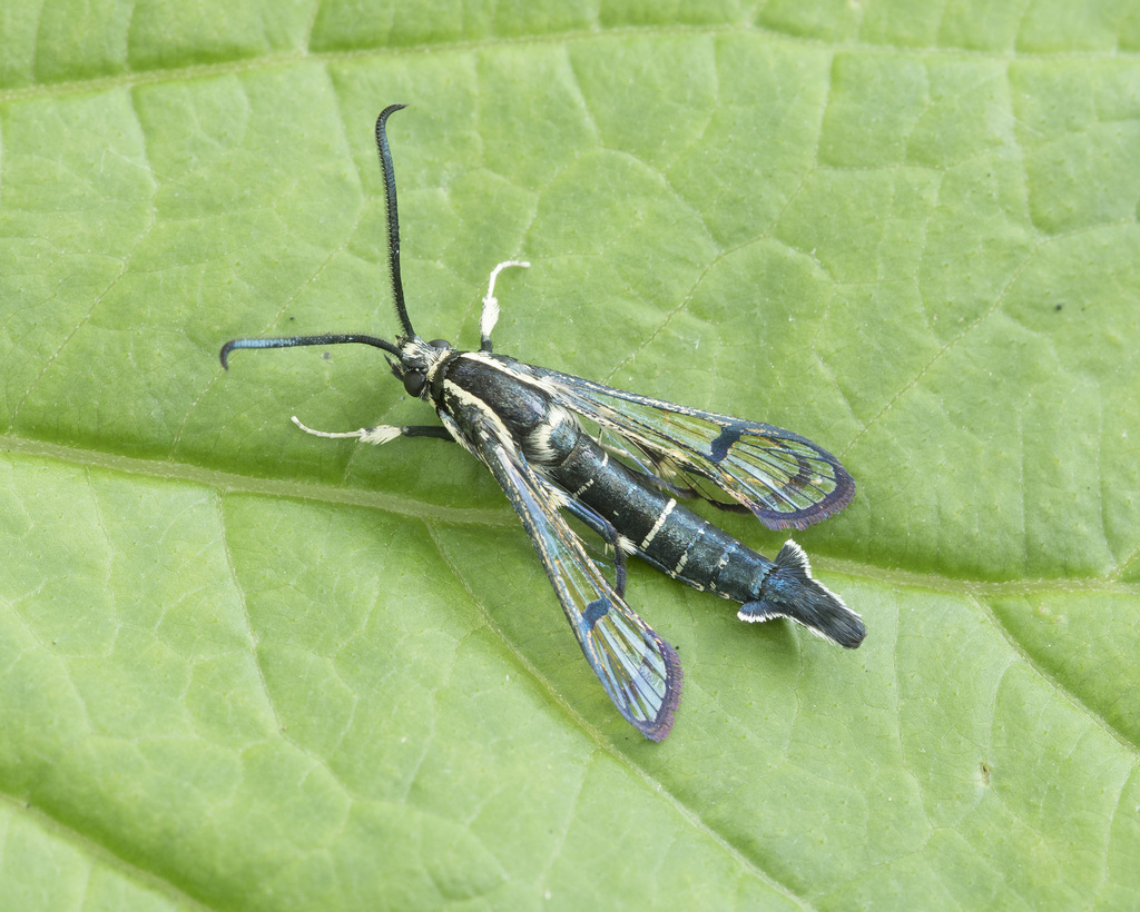 Peachtree Borer Moth from Montgomery County, OH, USA on July 23, 2023 ...