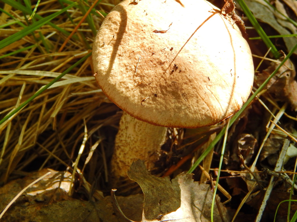 Ghost Bolete from Сысертский р-н, Свердловская обл., Россия on July 30 ...