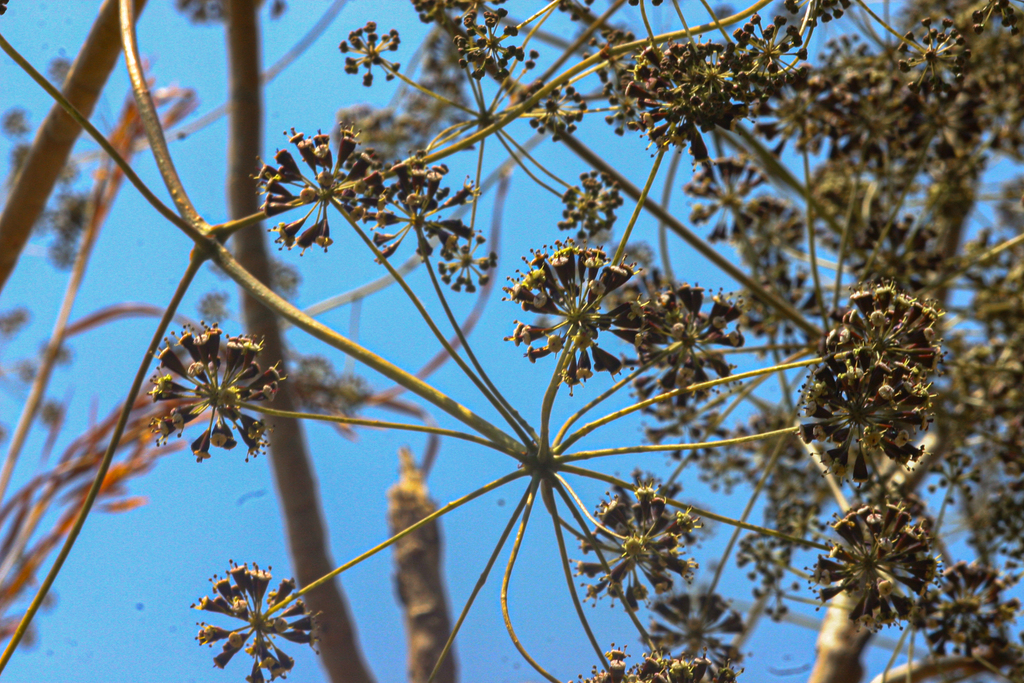 Carrot Tree from Goldenstairs Road, Mashonaland Central Province ...