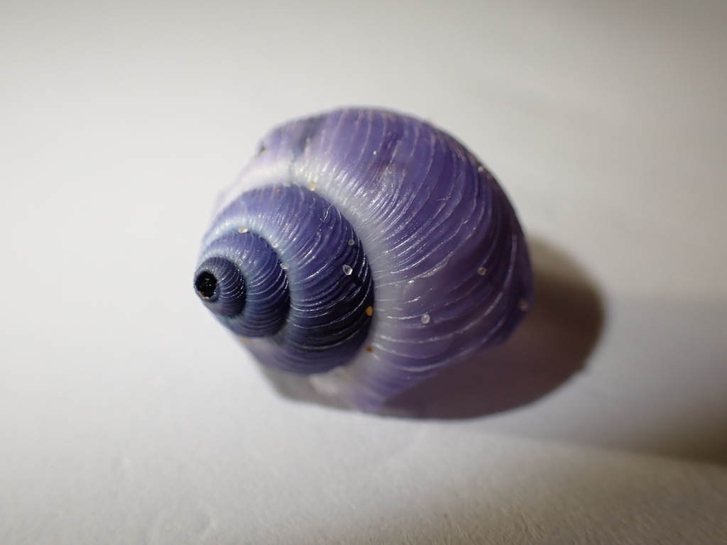 Dwarf Violet Snail from Hastings Point NSW 2489, Australia on July 29 ...