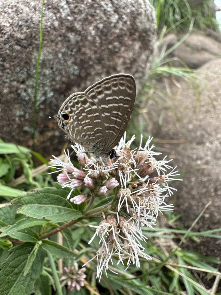 Transparent 6-line Blue from 陽明山國家公園, 北投區, TPE, TW on July 22, 2023 at ...