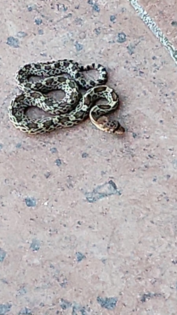 Mexican Bull Snake from Querétaro on July 8, 2023 at 12:45 PM by Rancho ...