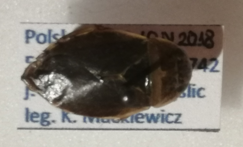 saucer bug from Powiat sejneński, Polska on April 10, 2018 at 10:19 AM ...