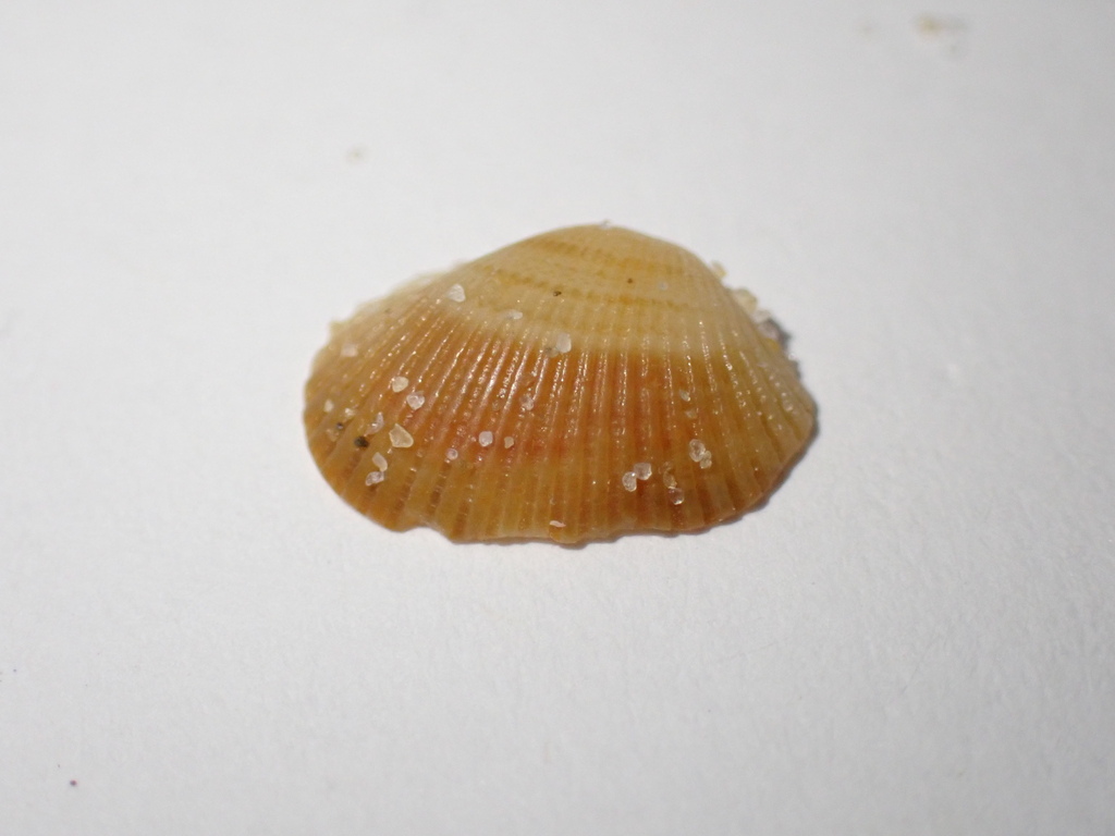 Sydney Cockle from Hastings Point NSW 2489, Australia on July 29, 2023 ...
