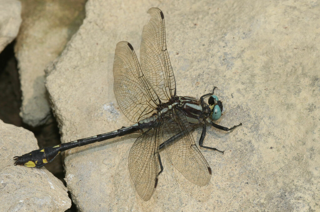 Gomphurus from Harrison County, KY, USA on July 16, 2023 at 11:23 AM by ...