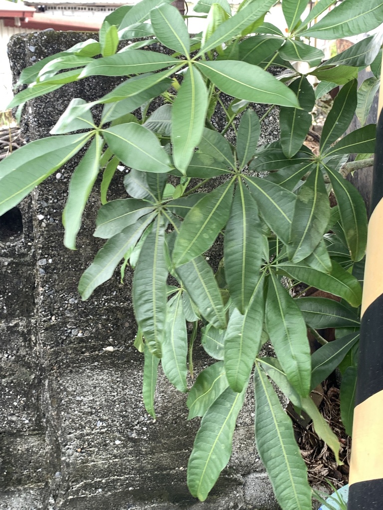 saba nut tree from 臺灣島, 玉里鎮, HUA, TW on July 30, 2023 at 09:33 AM by ...