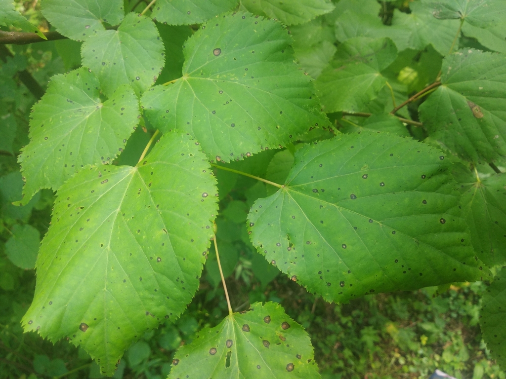 Phyllonorycter issikii from Заречный on July 30, 2023 at 02:08 PM by ...