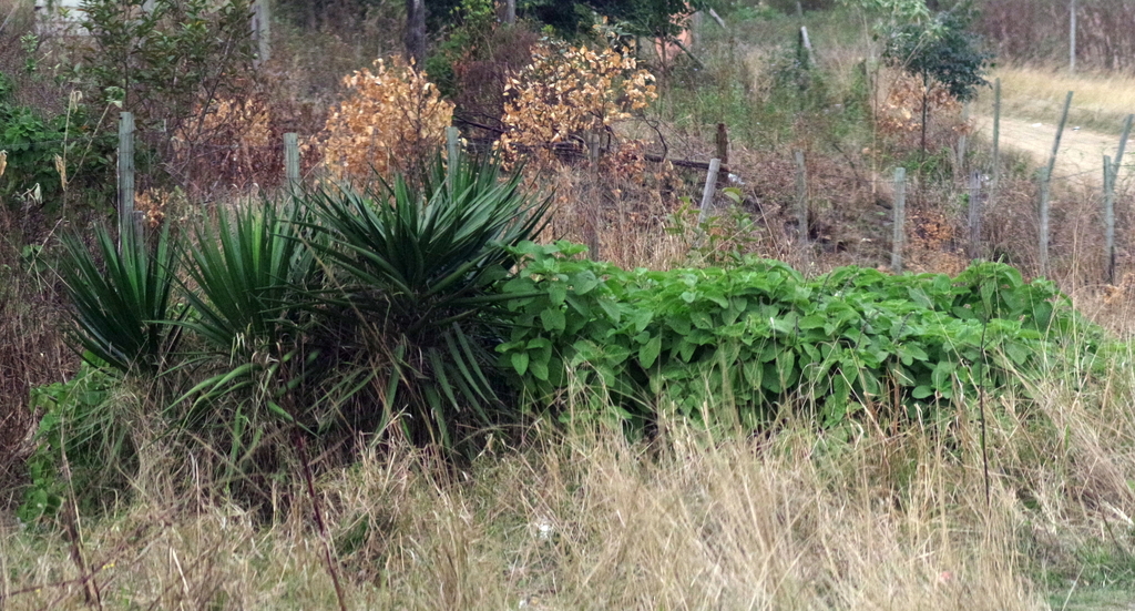 Aloe Yucca from Izingolweni to Port Edward via Umtamvuna NR, KwaZulu ...