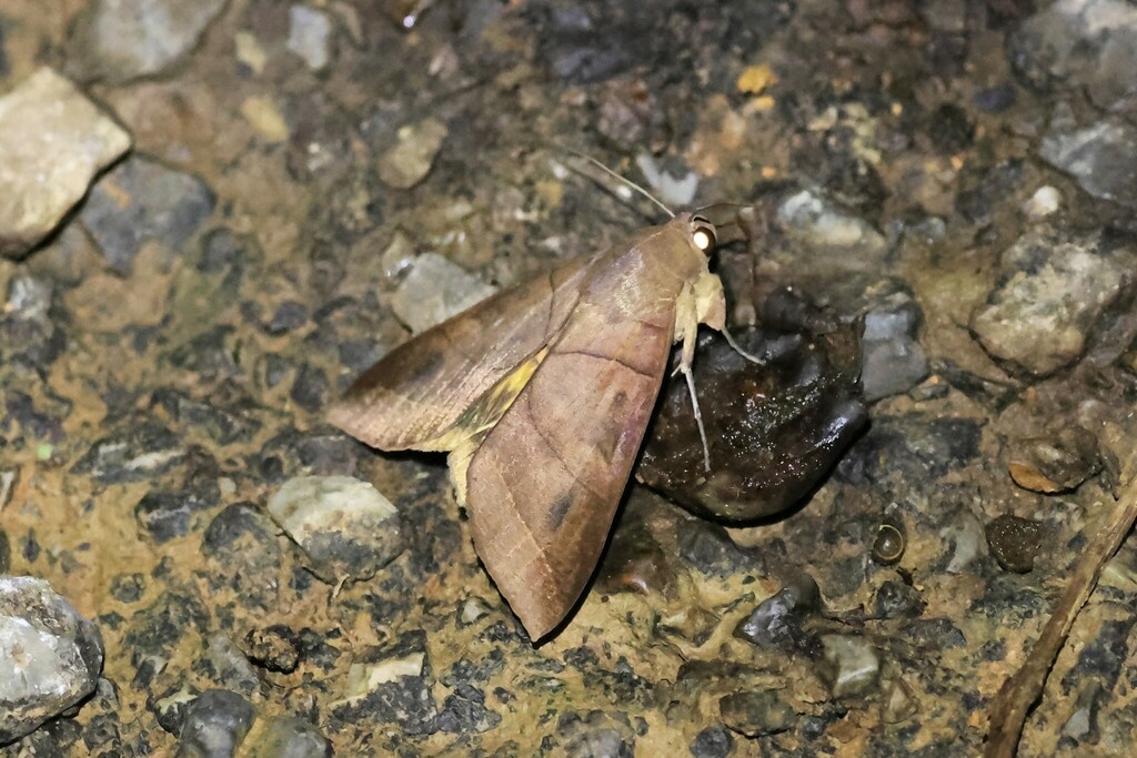 Thyas coronata from Huai Mae Priang, Kaeng Krachan District ...