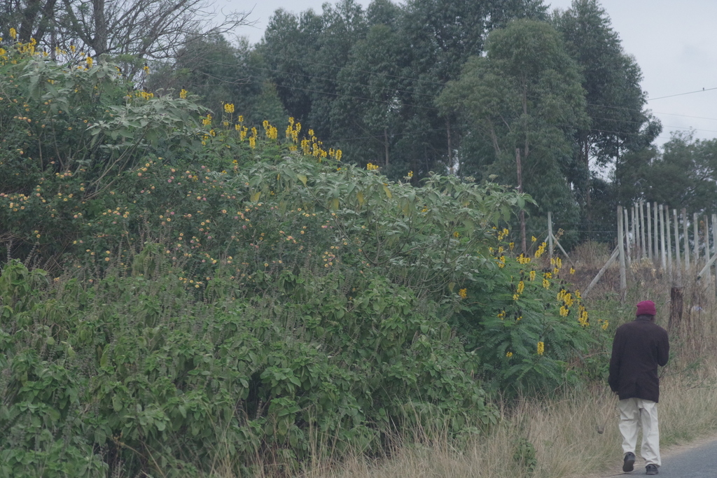 bugweed from Izingolweni to Port Edward via Umtamvuna NR, KwaZulu-Natal ...