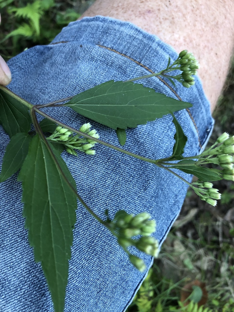 mist flower in July 2023 by craigwelden · iNaturalist