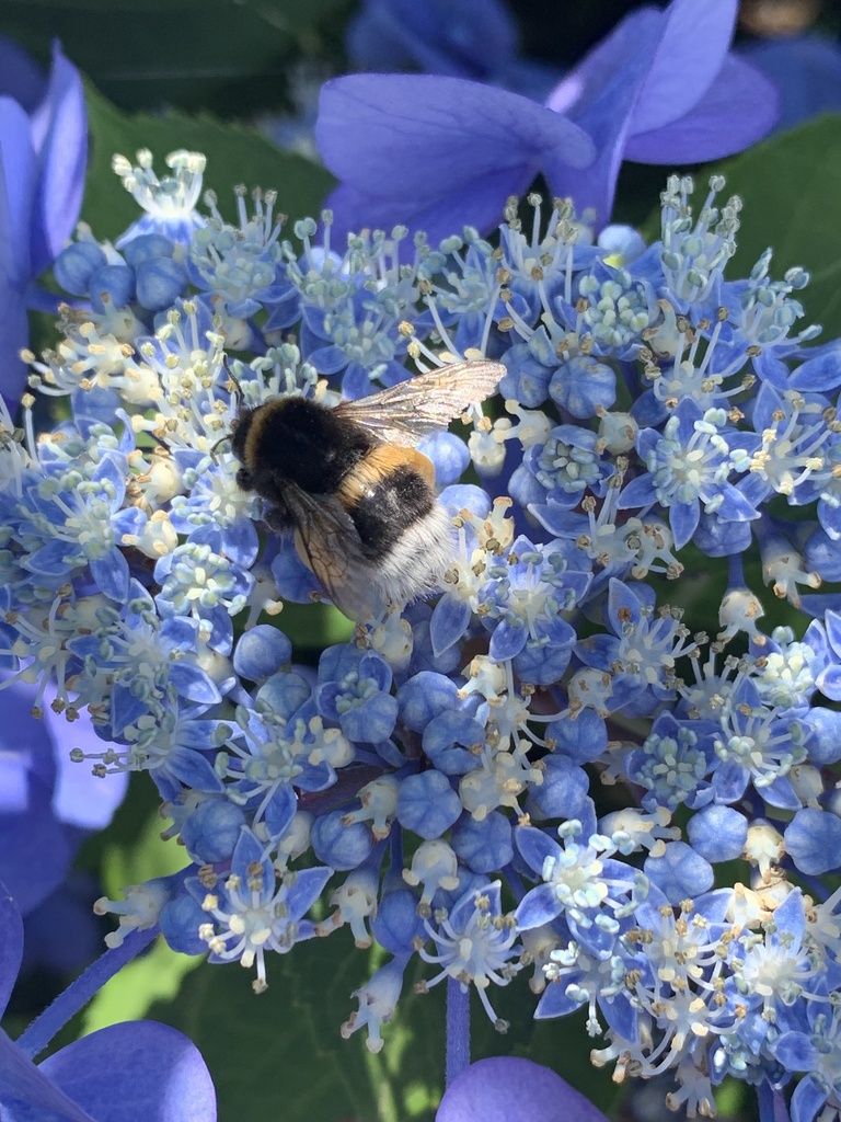 Buff-tailed Bumble Bee from Unterer Höhenweg, Bruck an der Mur ...