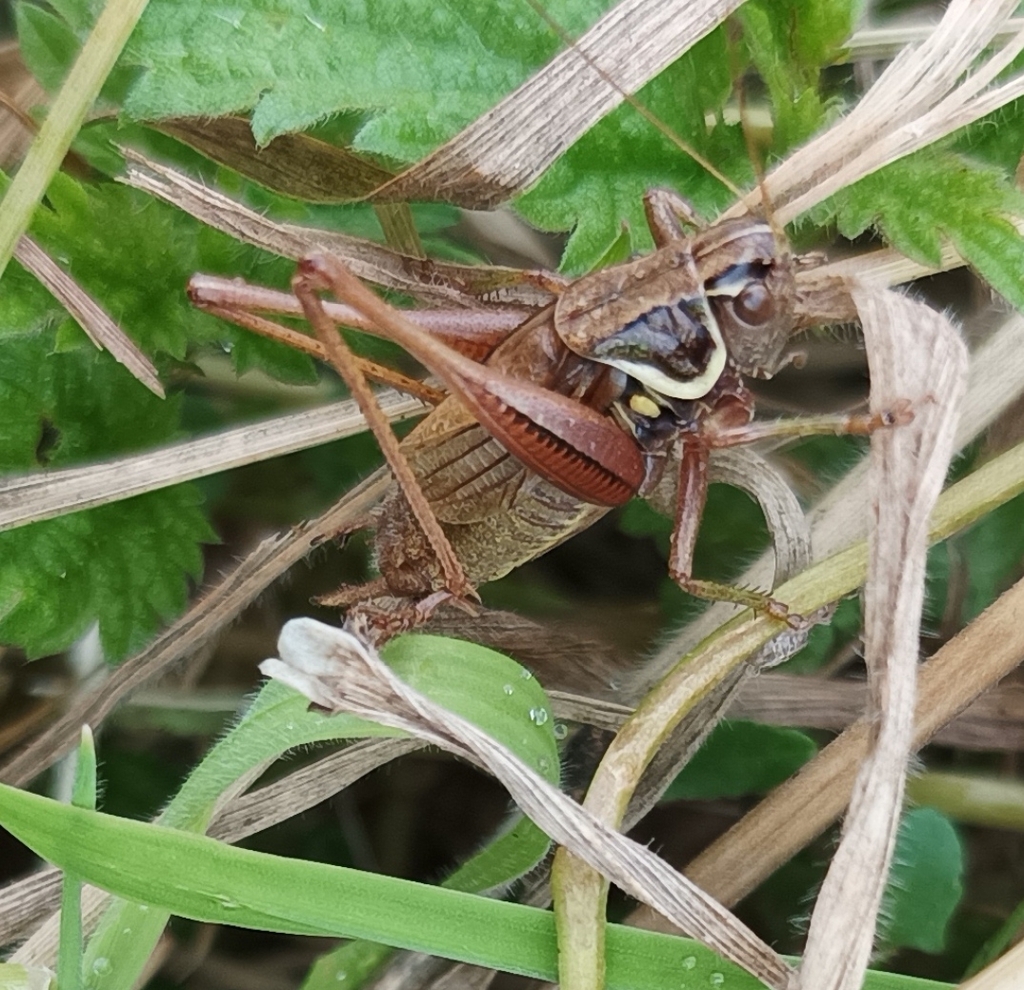 Roesel's Bush-cricket from Sainte-Honorine-des-Pertes, 14520 Aure-sur ...