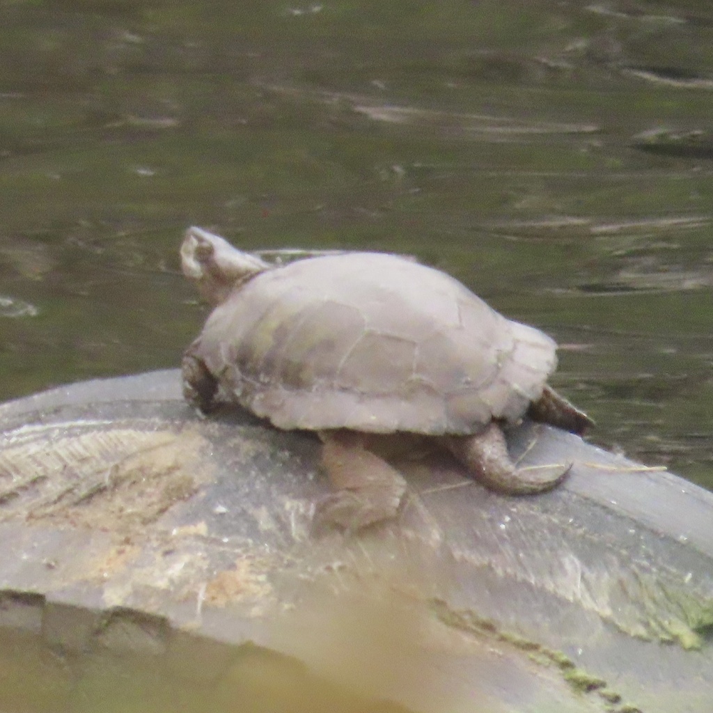 Western Pond Turtle from Ventura Harbor Village, Ventura, CA, US on ...
