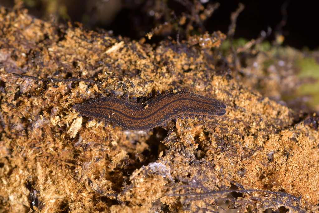New Zealand Peripatus from Belmont, Lower Hutt, New Zealand on July 30 ...