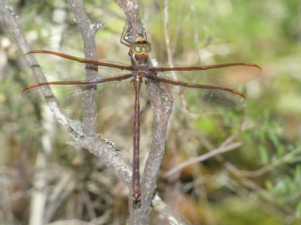 Southern Giant Darner from Yarrowitch NSW 2354, Australia on January 18 ...