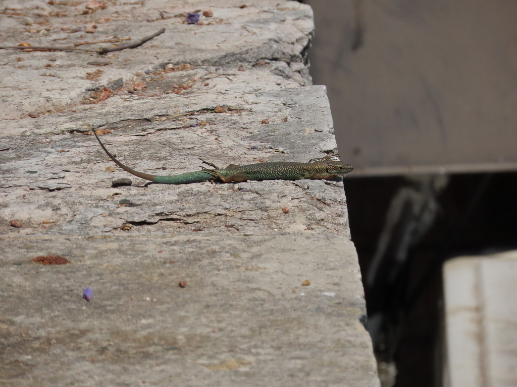 Madeira Lizard (Madeira) from Lisboa, Portugal on July 20, 2023 at 03: ...