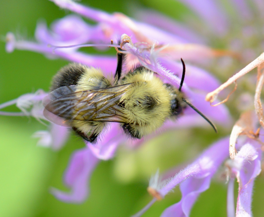 Bumble Bees from 320 Browns Trace Rd, Jericho, VT 05465, USA on July 29 ...