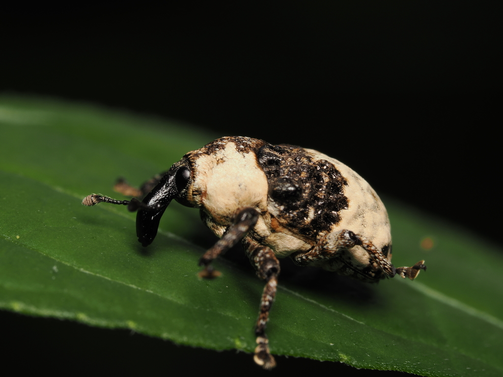 Sternuchopsis trifida from 台灣台中市 on July 29, 2023 at 08:44 AM by 尤冠智 ...