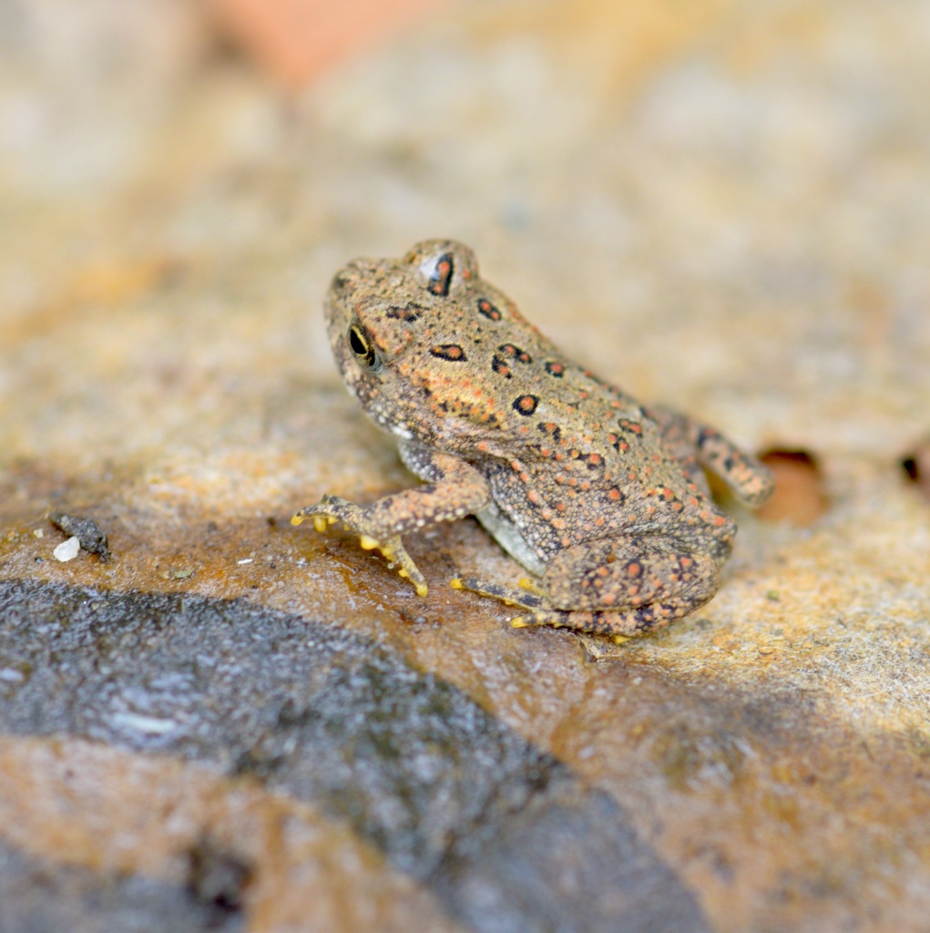 American Toad from 320 Browns Trace Rd, Jericho, VT 05465, USA on July ...